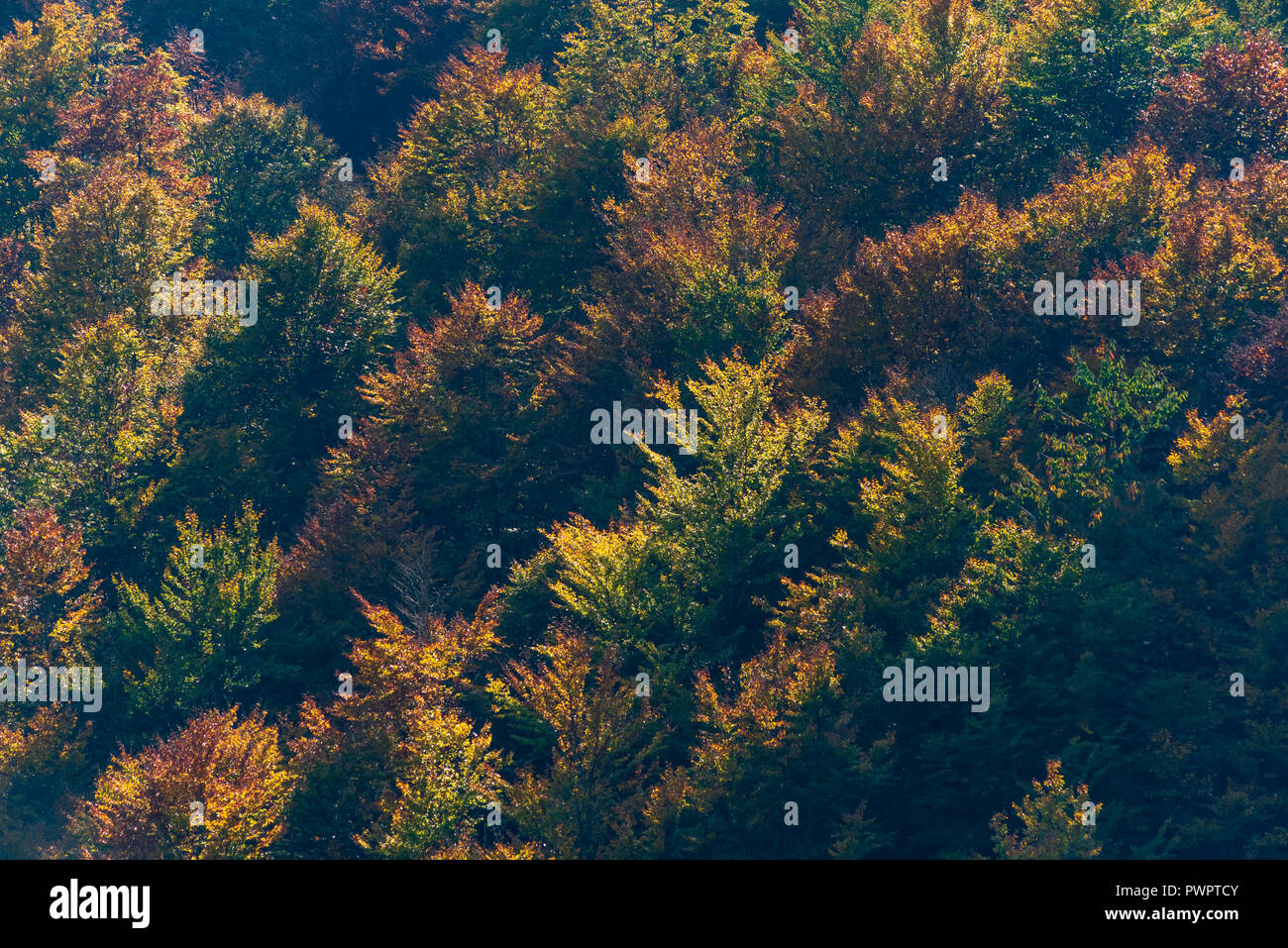 Wood natural colors hi-res stock photography and images - Alamy