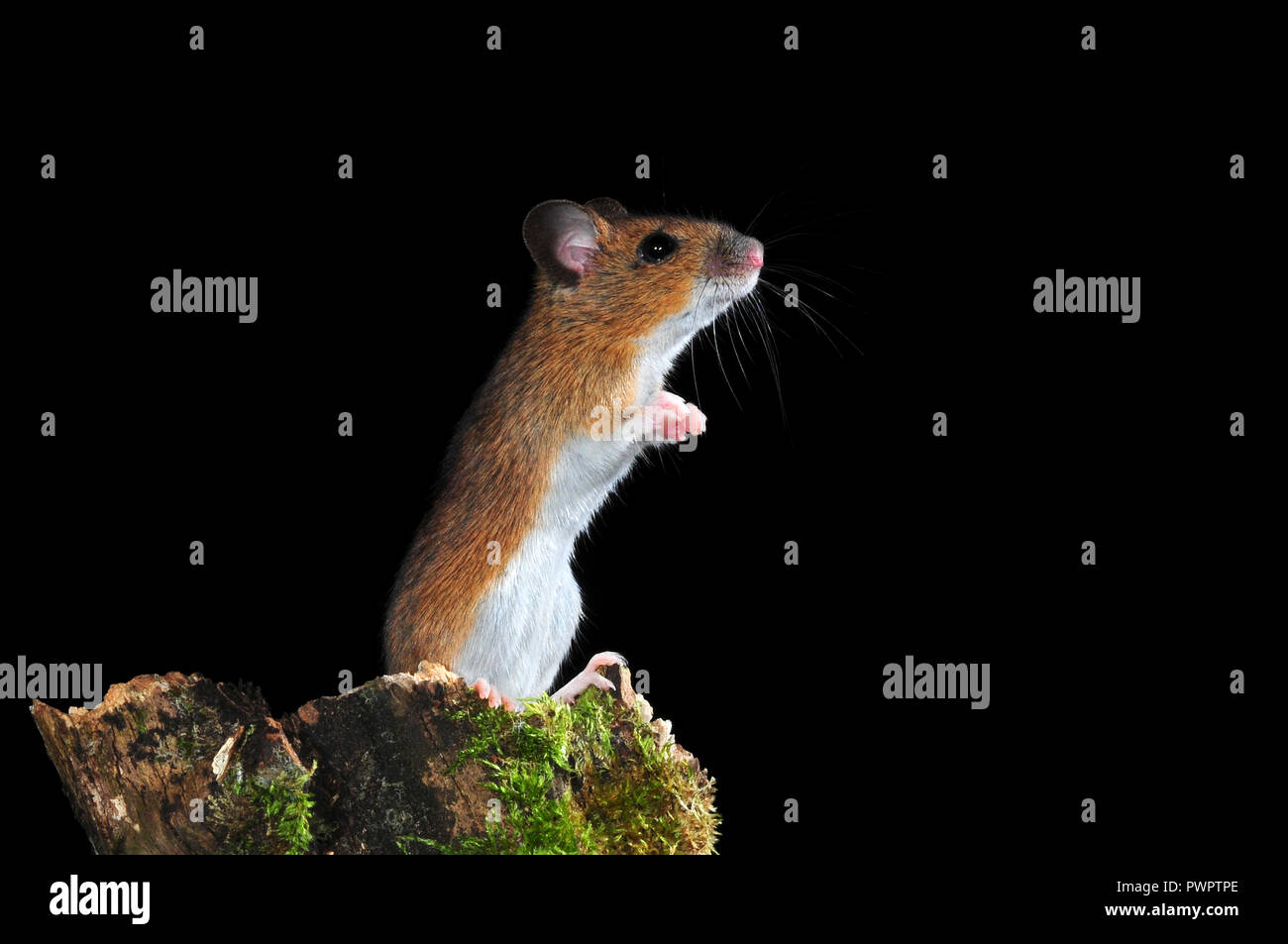 Standing on his feet hi-res stock photography and images - Alamy