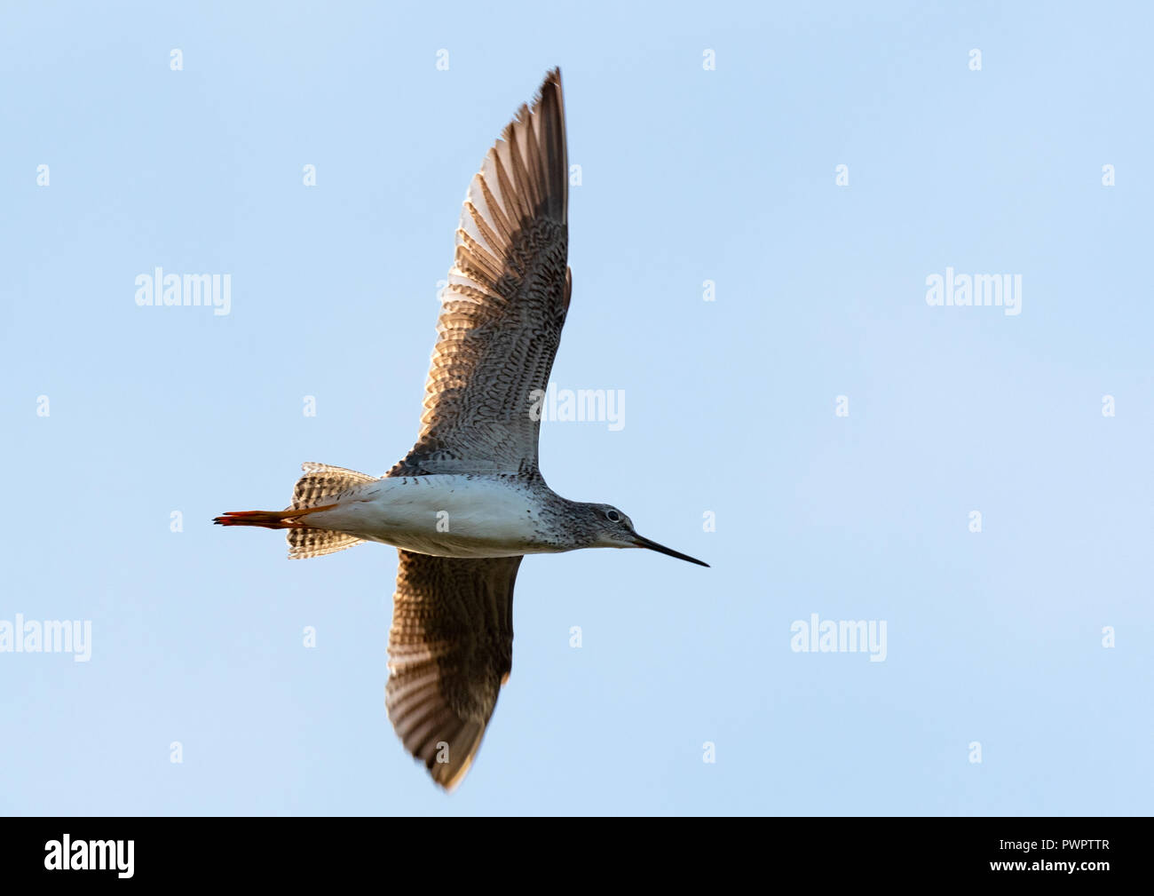 A Spotted Sandpiper flies overhead Stock Photo - Alamy