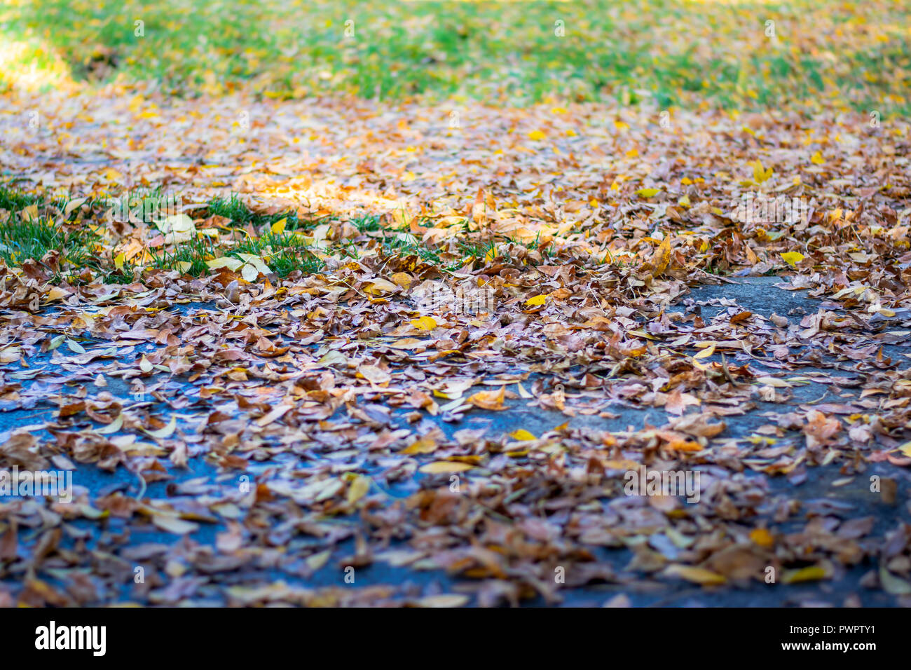 dried leaves closely photographed Stock Photo - Alamy