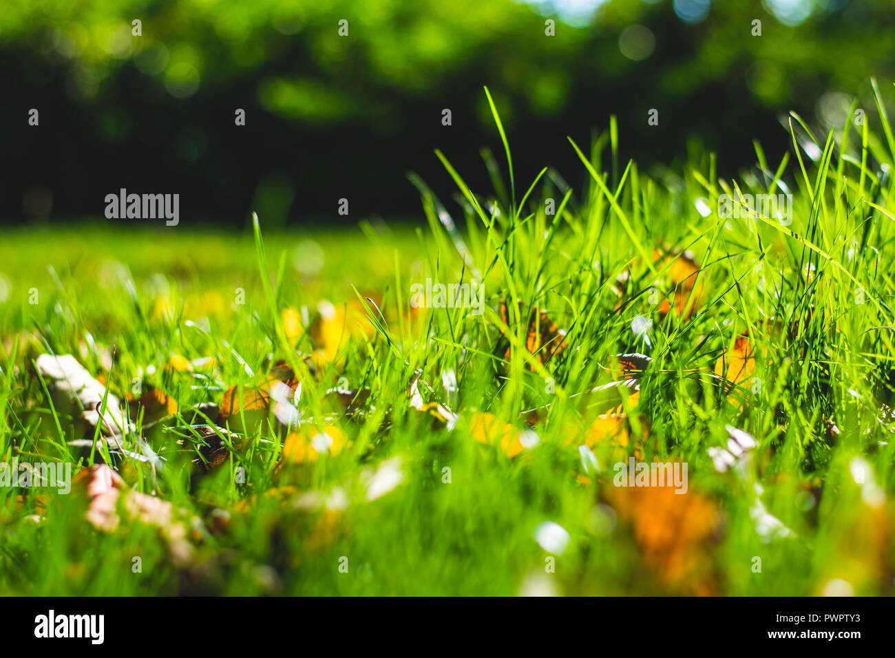 dried leaves closely photographed Stock Photo - Alamy