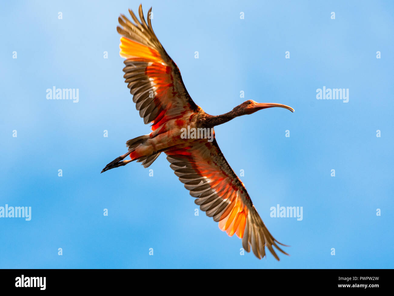 A still maturing Scarlet ibis flies overhead Stock Photo - Alamy
