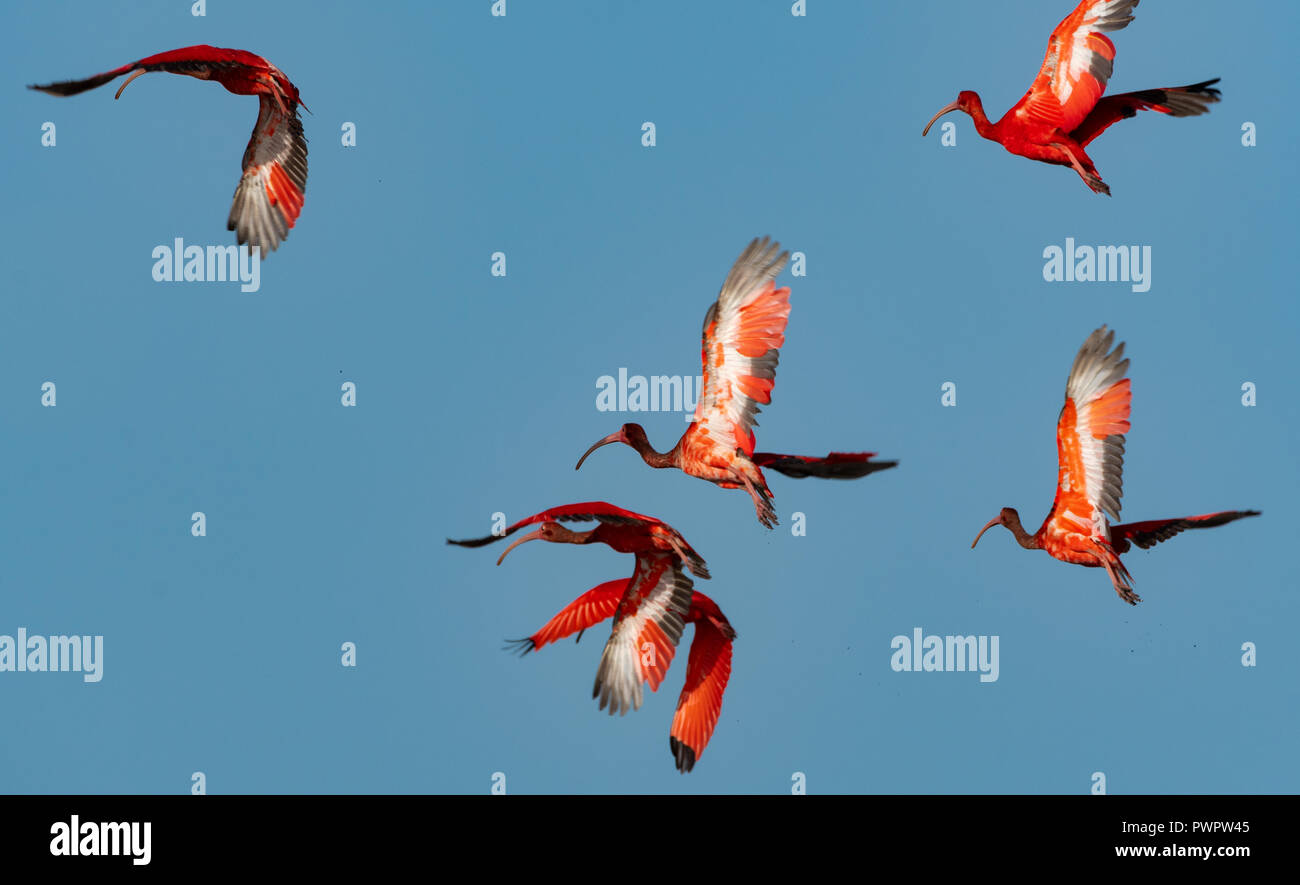 Juvenile Scarlet Ibis flying overhead Stock Photo - Alamy