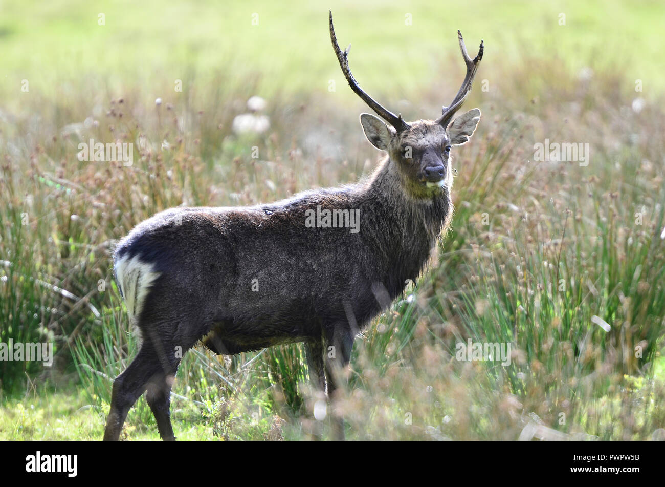 sika stag during the autumn rut Stock Photo - Alamy