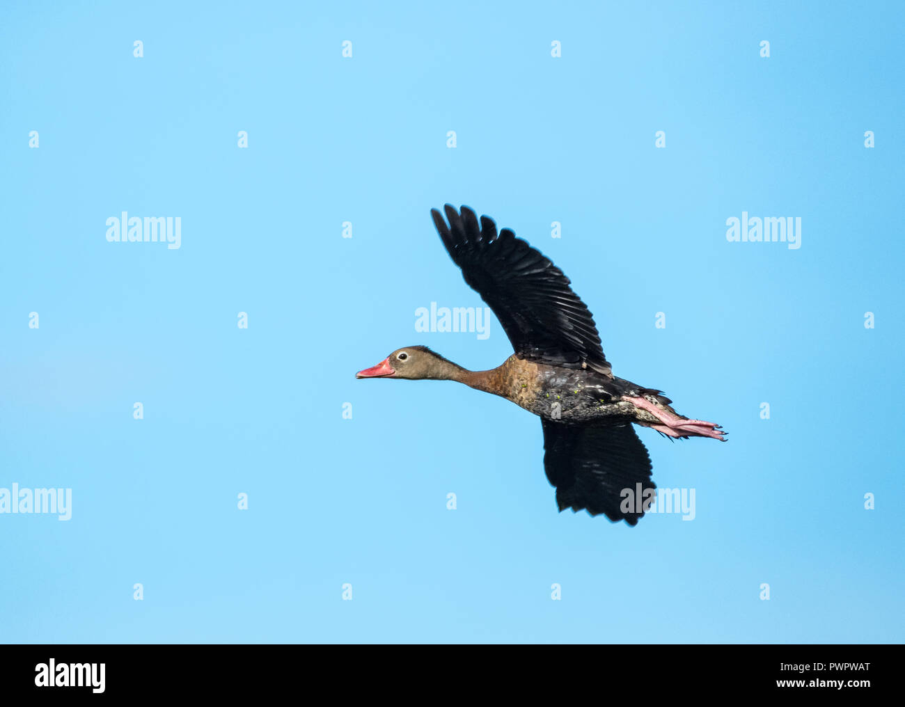 Black Bellied Whistling Duck Flying