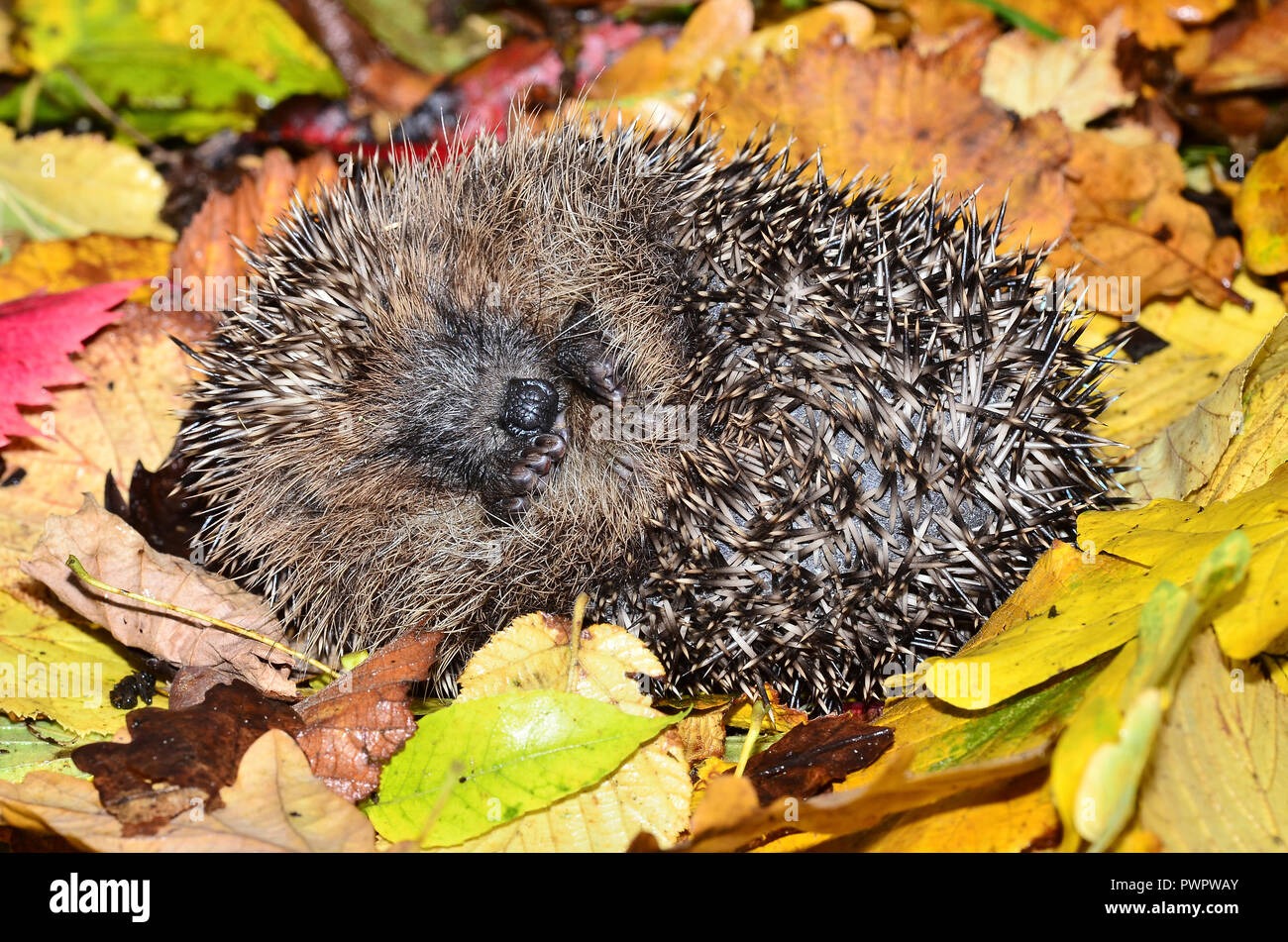 Sleeping hedgehog hi-res stock photography and images - Alamy