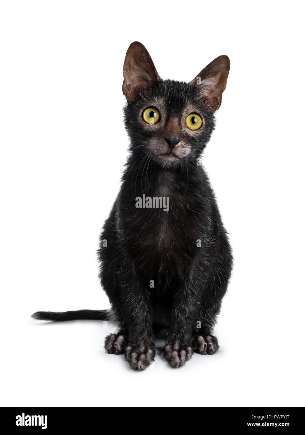 Lykoi cat hi-res stock photography and images - Alamy