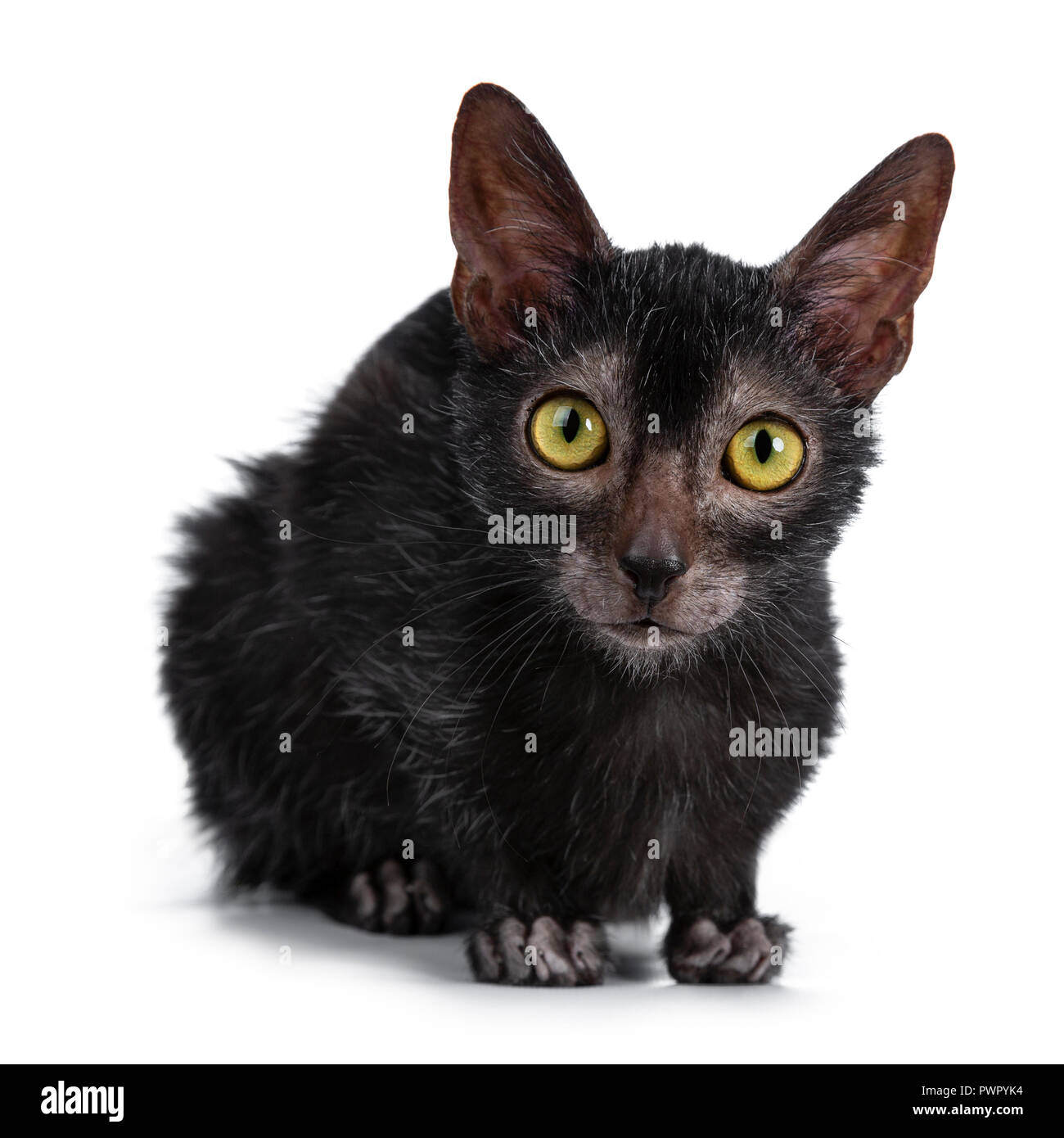 Lykoi kitten hi-res stock photography and images - Alamy