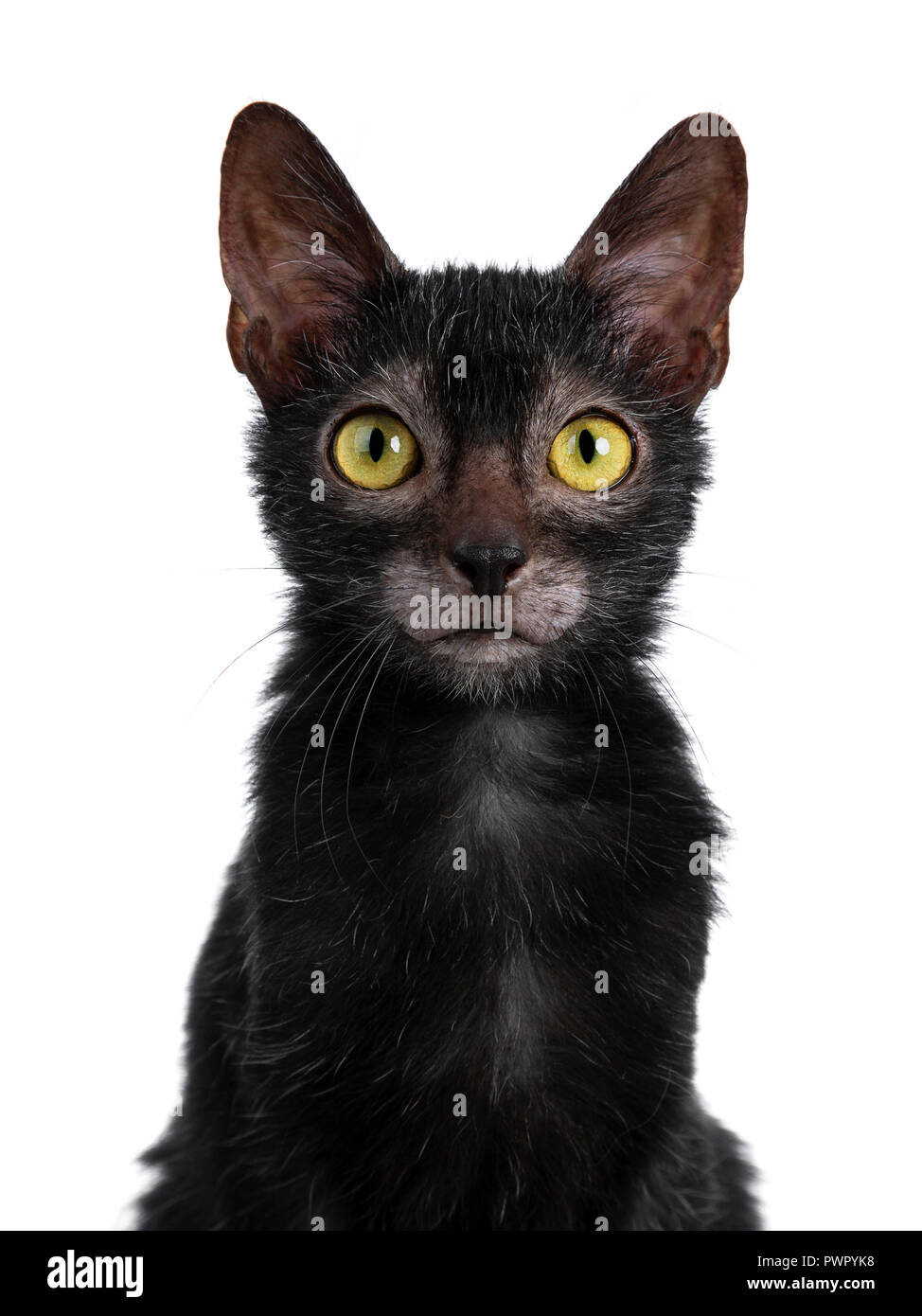 Head shot of sweet young adult Lykoi cat kitten sitting front view ...