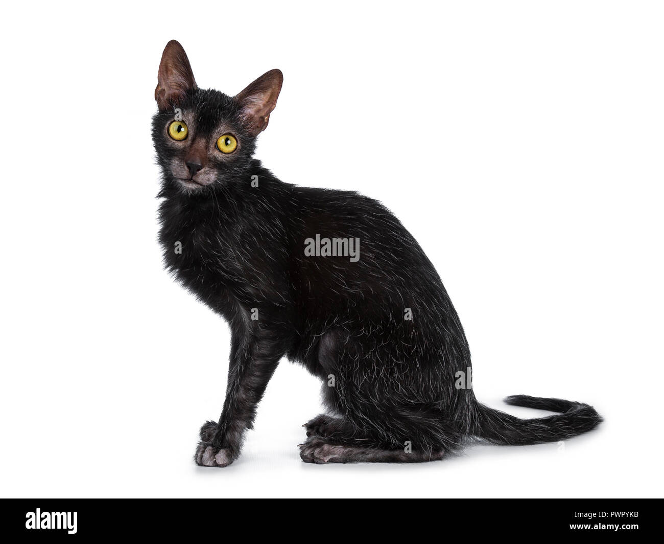 Lykoi cat hi-res stock photography and images - Alamy