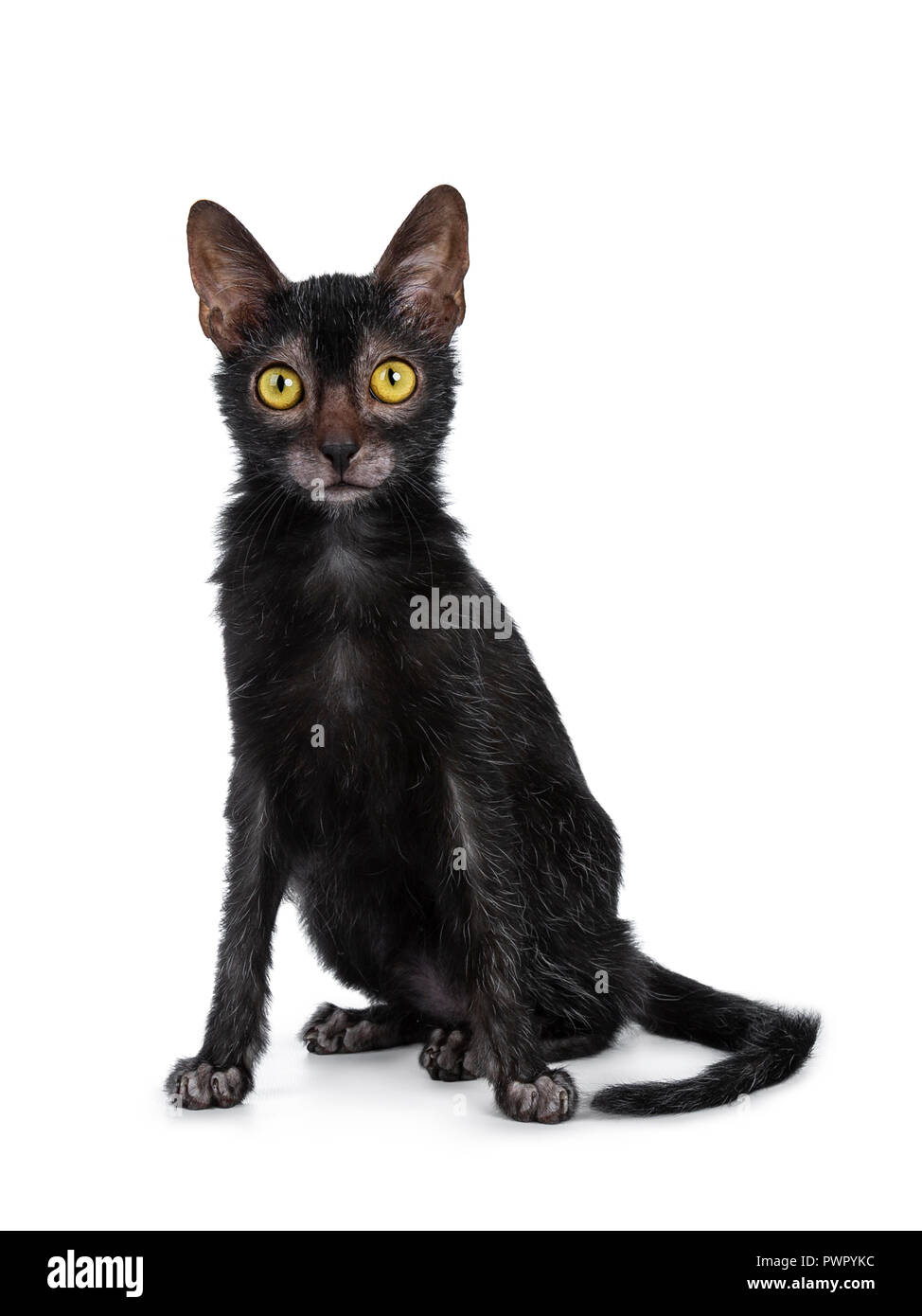 Head shot of sweet young adult Lykoi cat kitten sitting front view ...