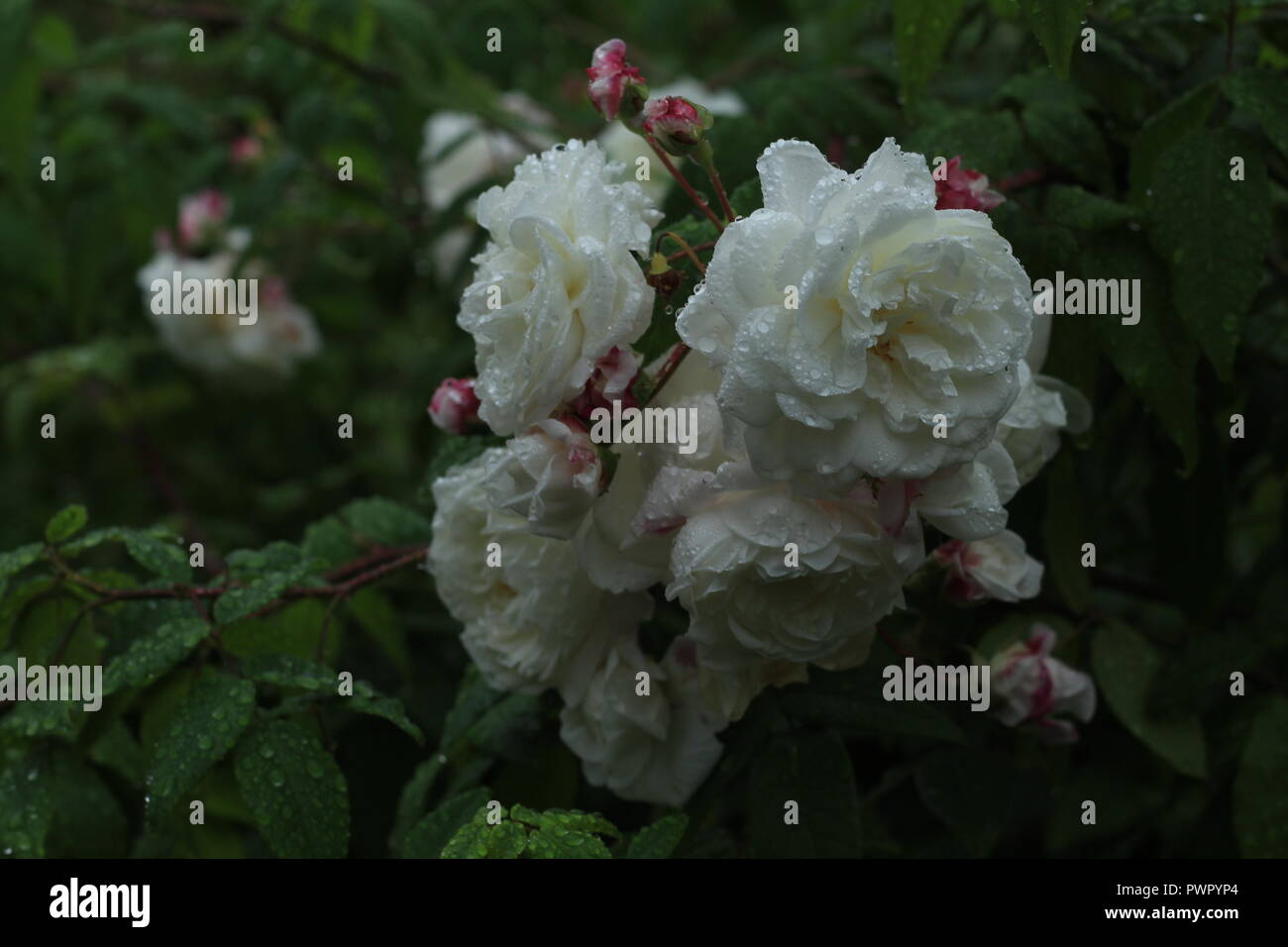 British Seasons- Autumn rain on white roses Stock Photo - Alamy