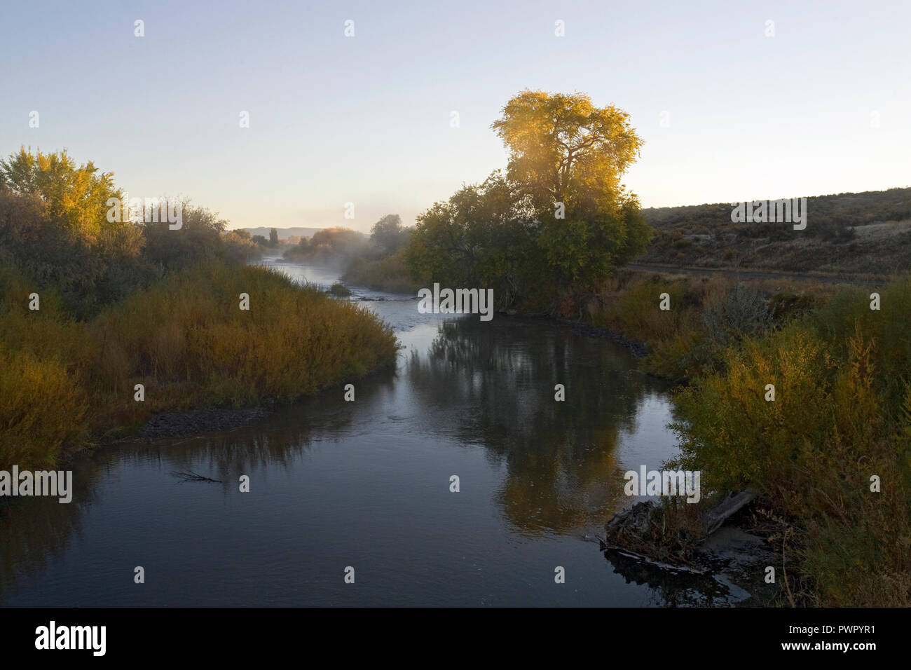 Willow trees and bushes glint with gold at sunrise over the Malheur ...