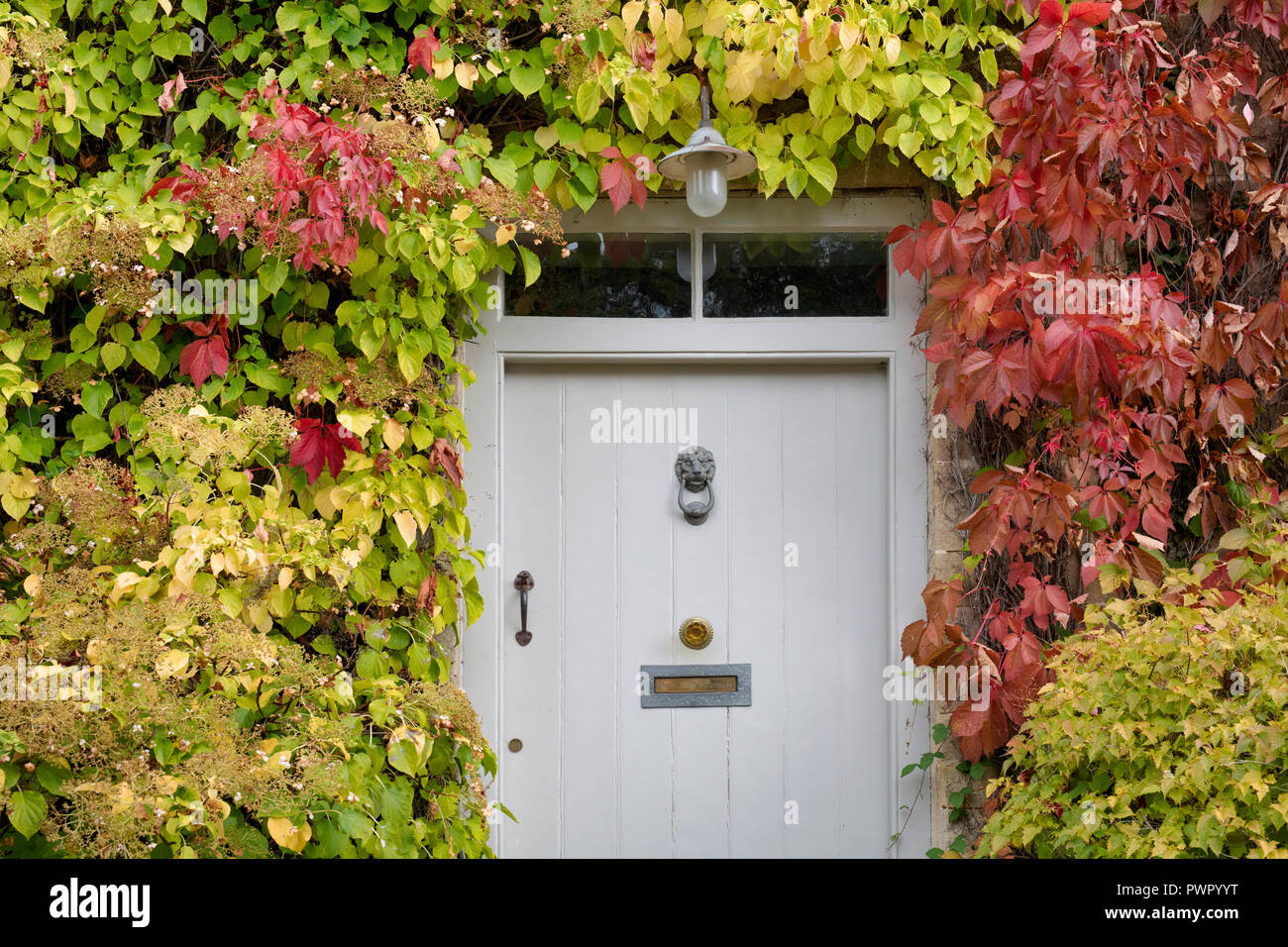 Autumnal Virginia Creeper / American ivy on a house in Bledington ...