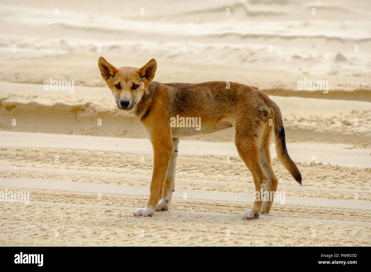 Dingo High Resolution Stock Photography and Images - Alamy