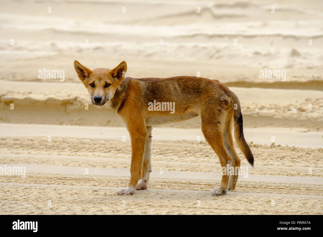 Dingo - Fraser Island Stock Photo - Alamy