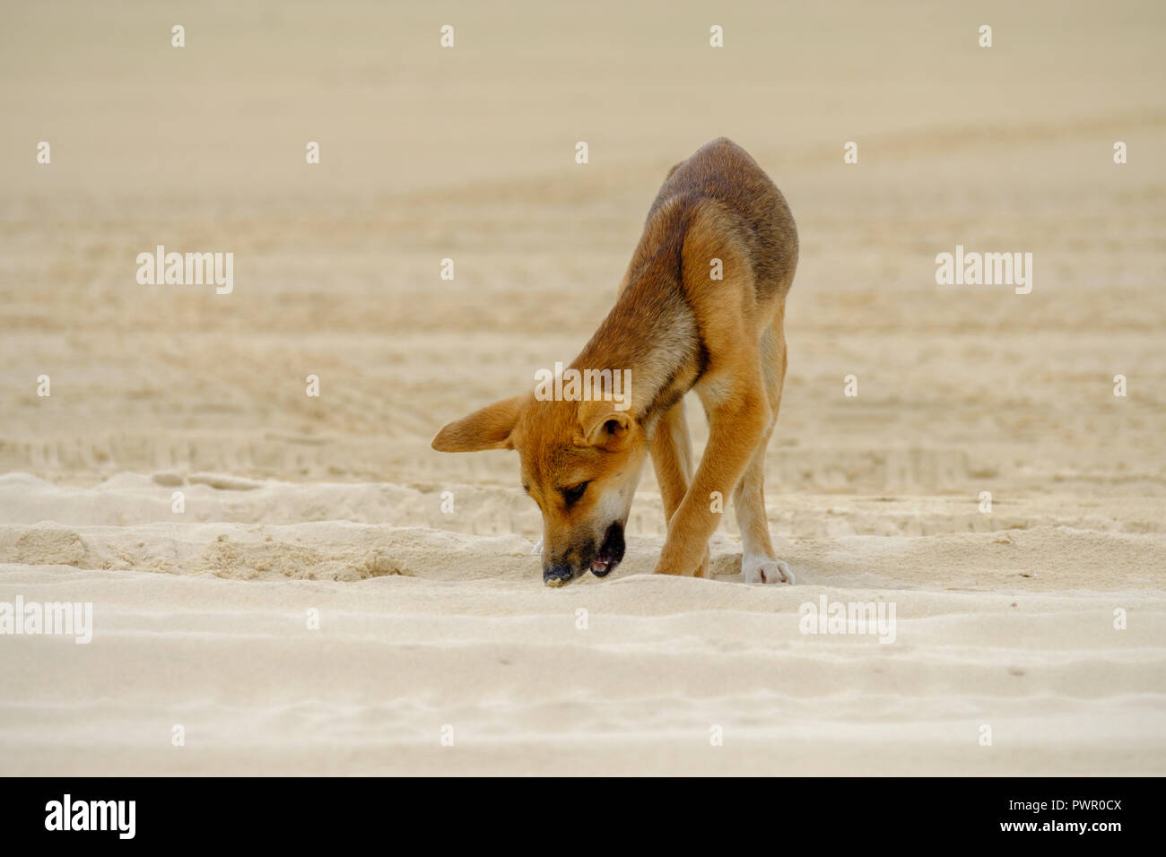 Dingo - Fraser Island Stock Photo - Alamy