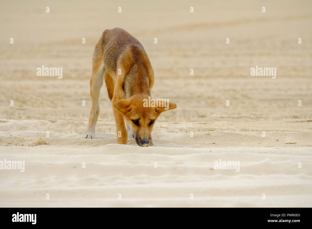 Dingo - Fraser Island Stock Photo - Alamy