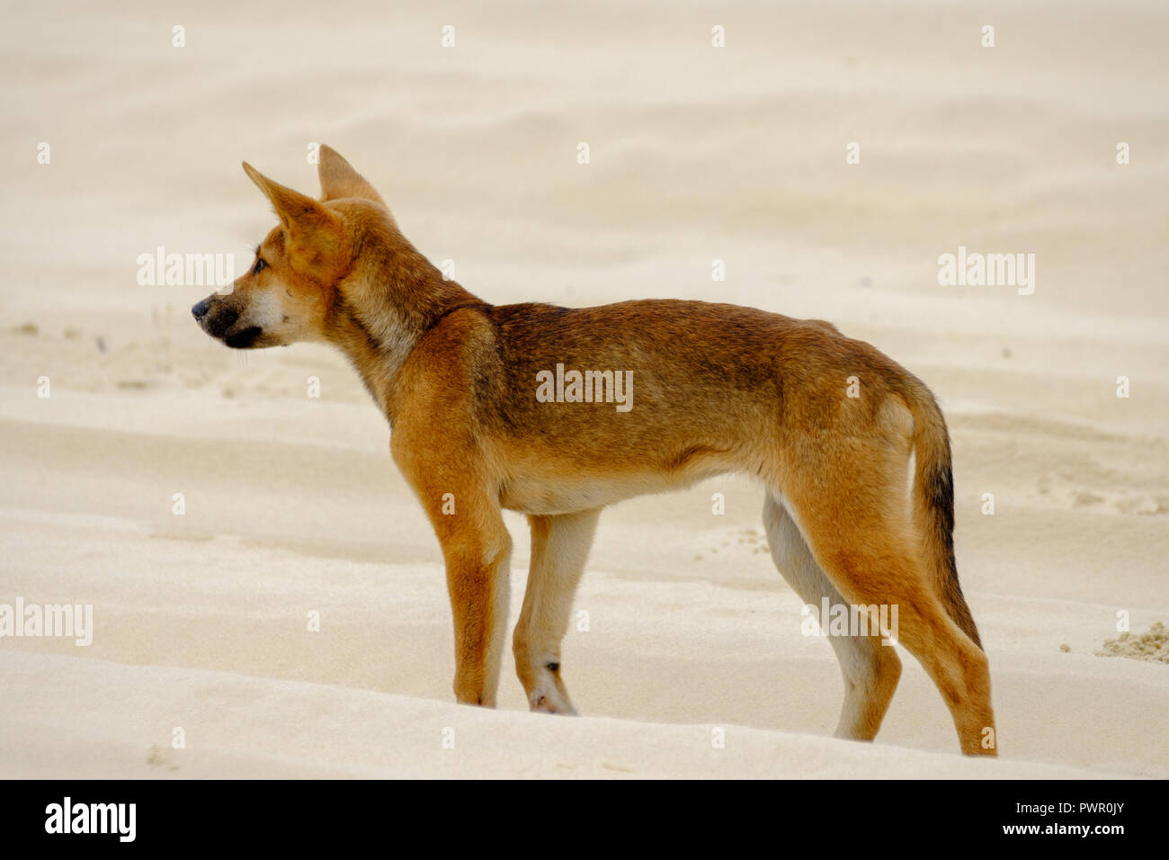 Dingo - Fraser Island Stock Photo - Alamy
