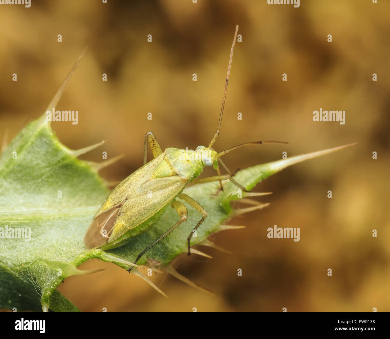 Closterotomus norwegicus mirid bug on thistle. Tipperary, Ireland Stock ...