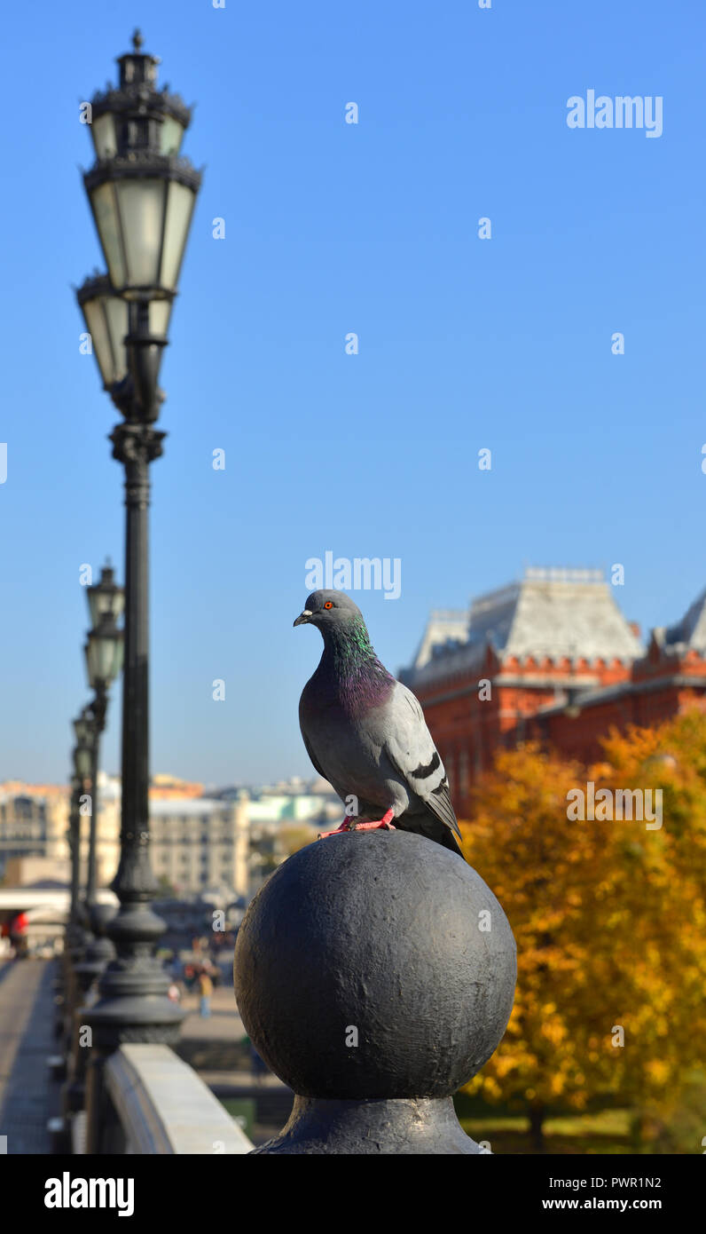 Rock dove, rock pigeon, or common pigeon (Columba livia) on background ...