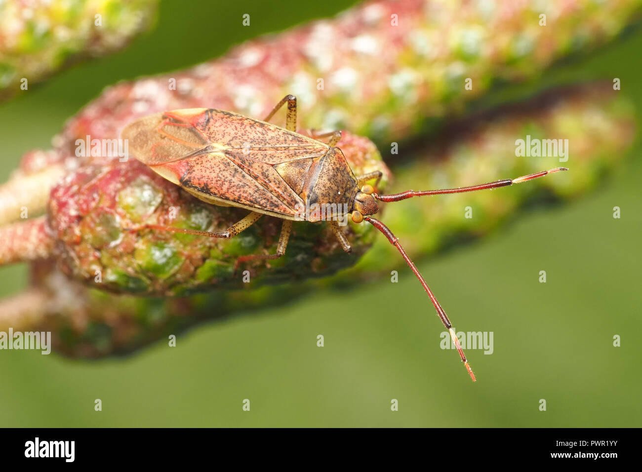 Pantilius tunicatus mirid bug on alder catkin. Tipperary, Ireland Stock ...