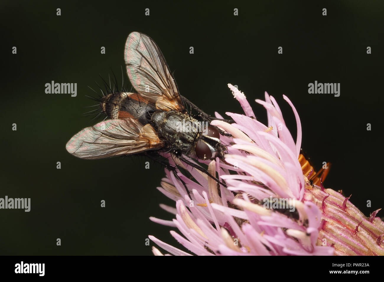 Tachinid fly (Eriothrix rufomaculata) feeding on thistle. Tipperary ...