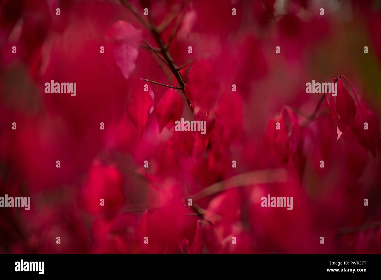 Deep saturated colors hi-res stock photography and images - Alamy