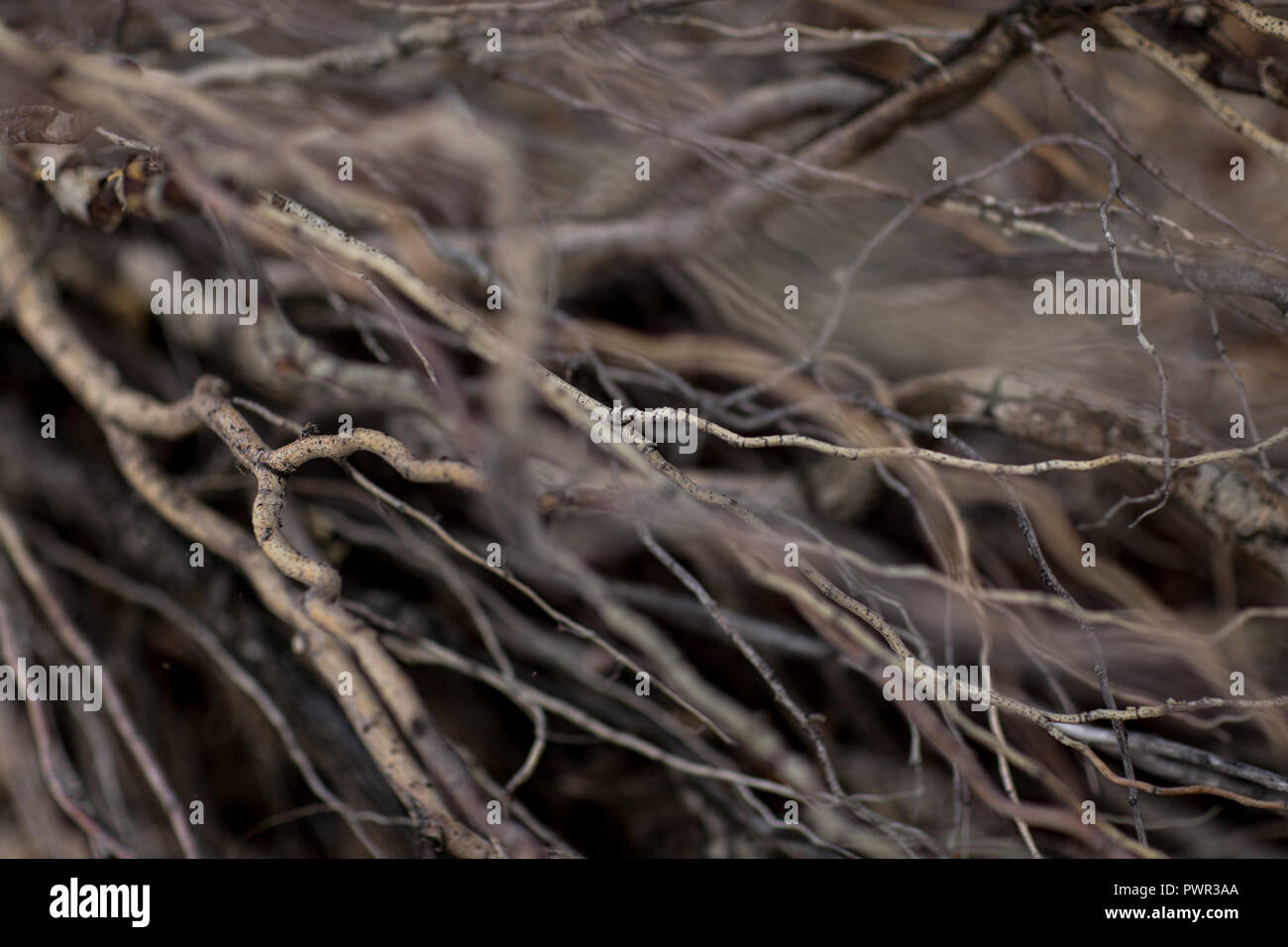 Texture of autumn twigs Stock Photo - Alamy
