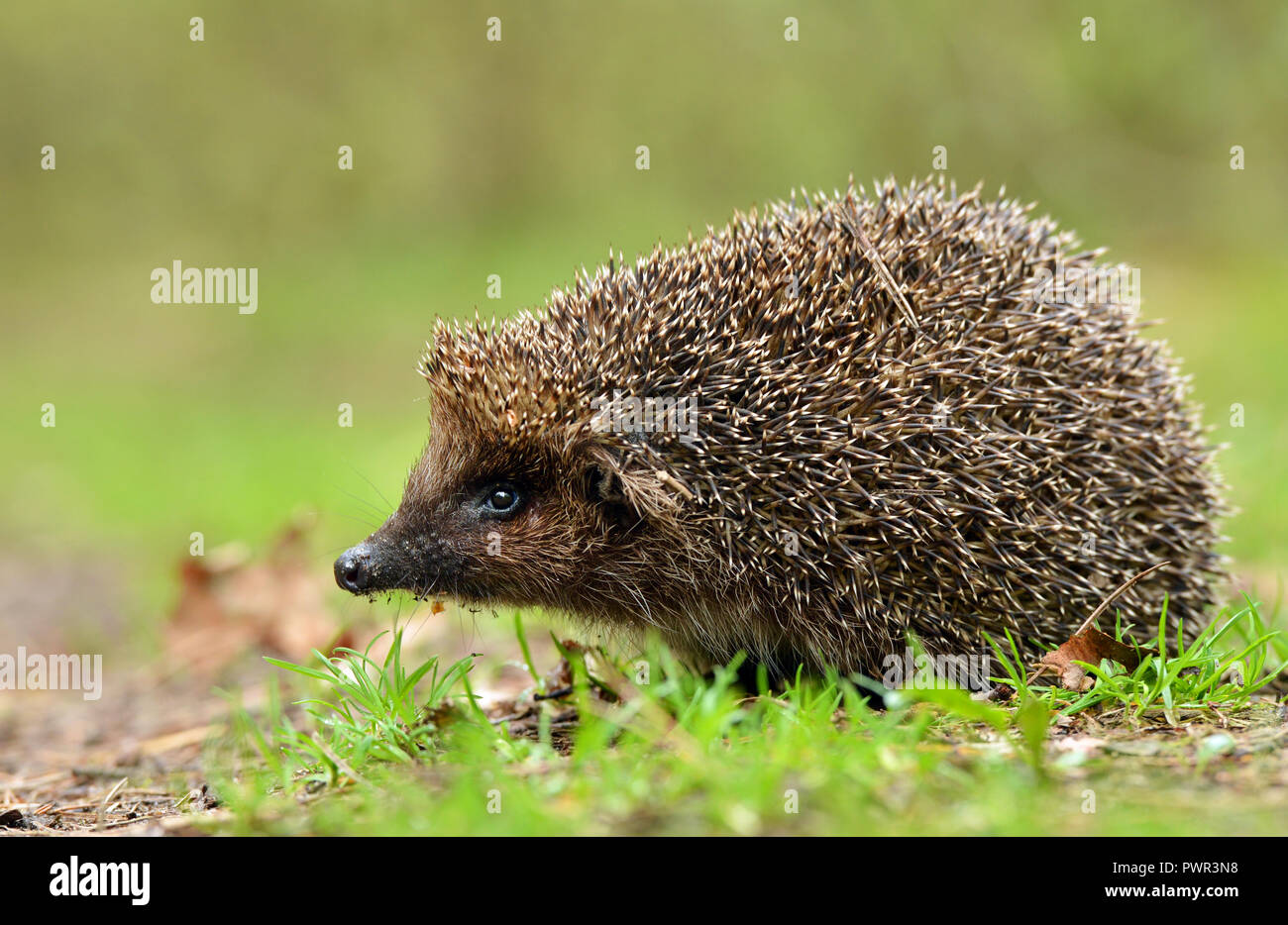 Young hedgehog in natural habitat Stock Photo - Alamy