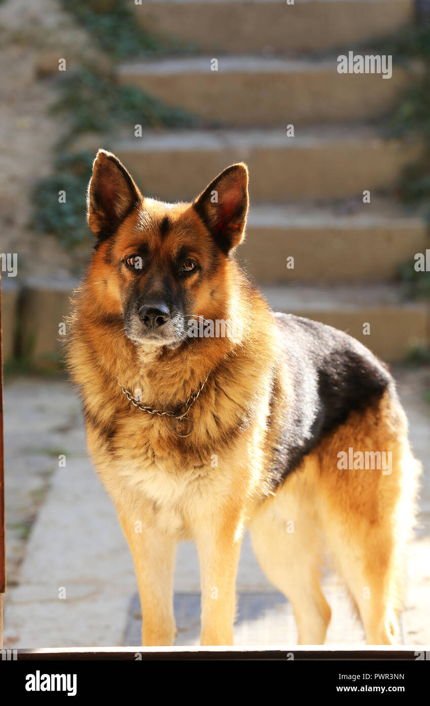 What Breed Are The Dogs In Animal Farm