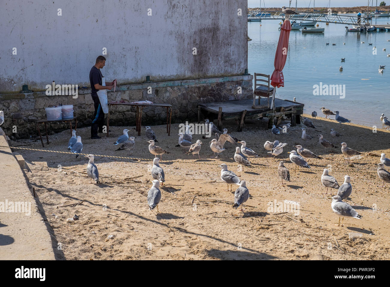 Alvor Fish High Resolution Stock Photography and Images - Alamy