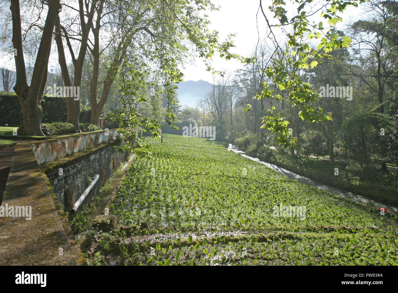 beautiful botanical gardens with lush green plants and trees in ...