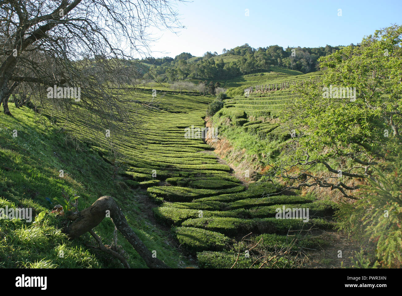 view of freshly cut and harvested tea leaves from rows of tea shrubs ...