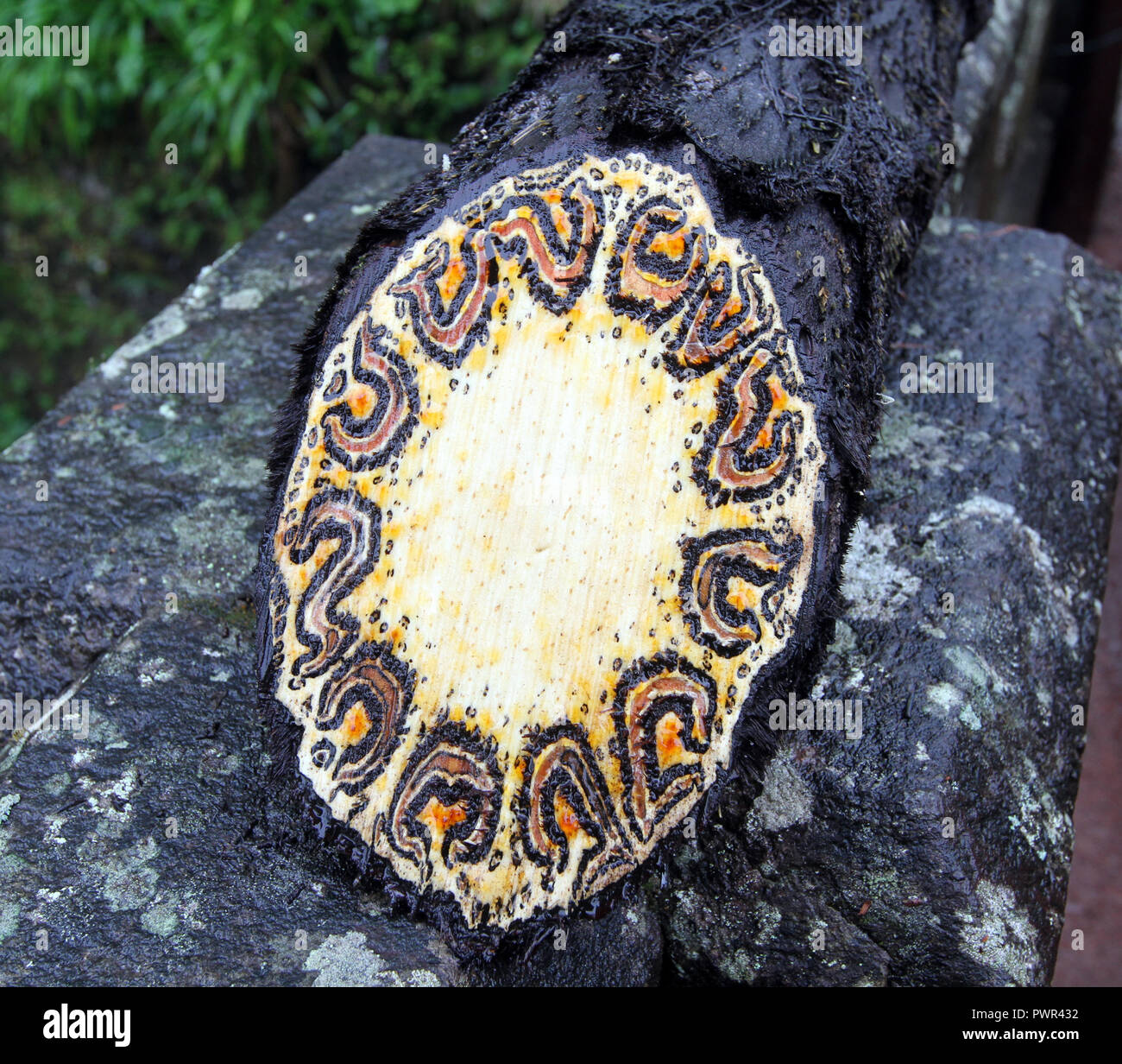 cross section of fern tree illustrating interesting pattern and design ...