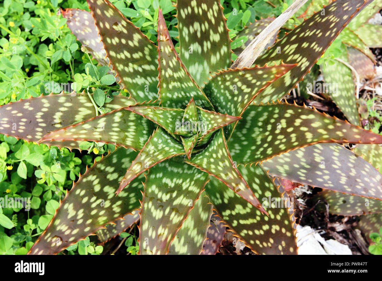 detail of variegated succulent plant with texture and pattern Stock ...
