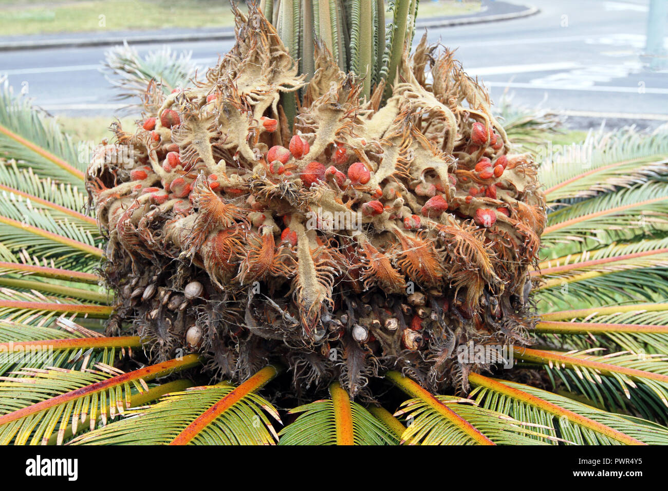 detail, pattern and texture of tree fern Stock Photo - Alamy