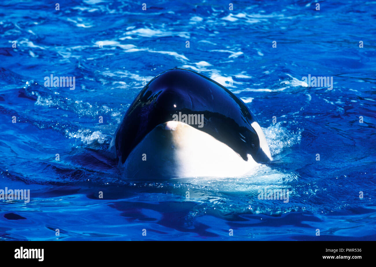 Orca or Killer Whale, Orca orcinus, Alaska Stock Photo - Alamy
