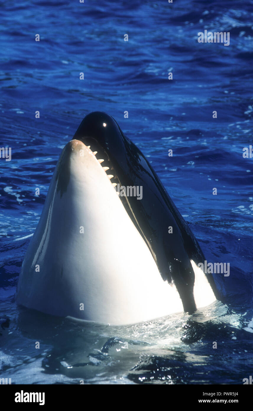 Orca or Killer Whale, Orca orcinus, Alaska Stock Photo - Alamy