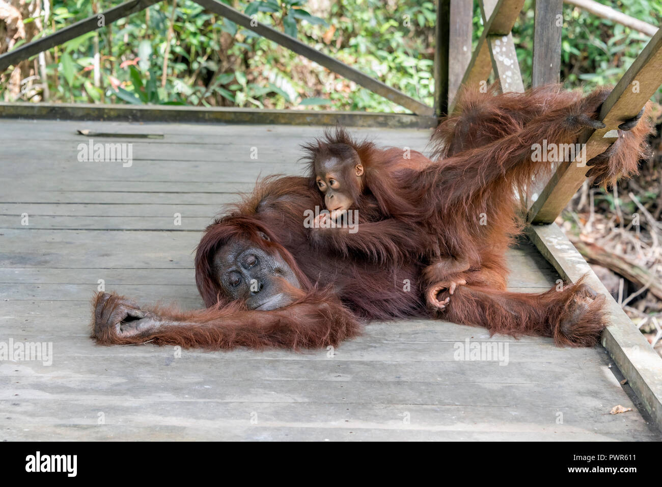Oranutan borneo hi-res stock photography and images - Alamy