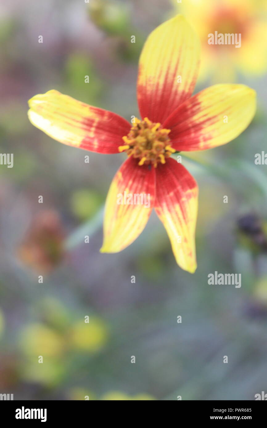 Flora and fauna, flowers hi-res stock photography and images - Alamy