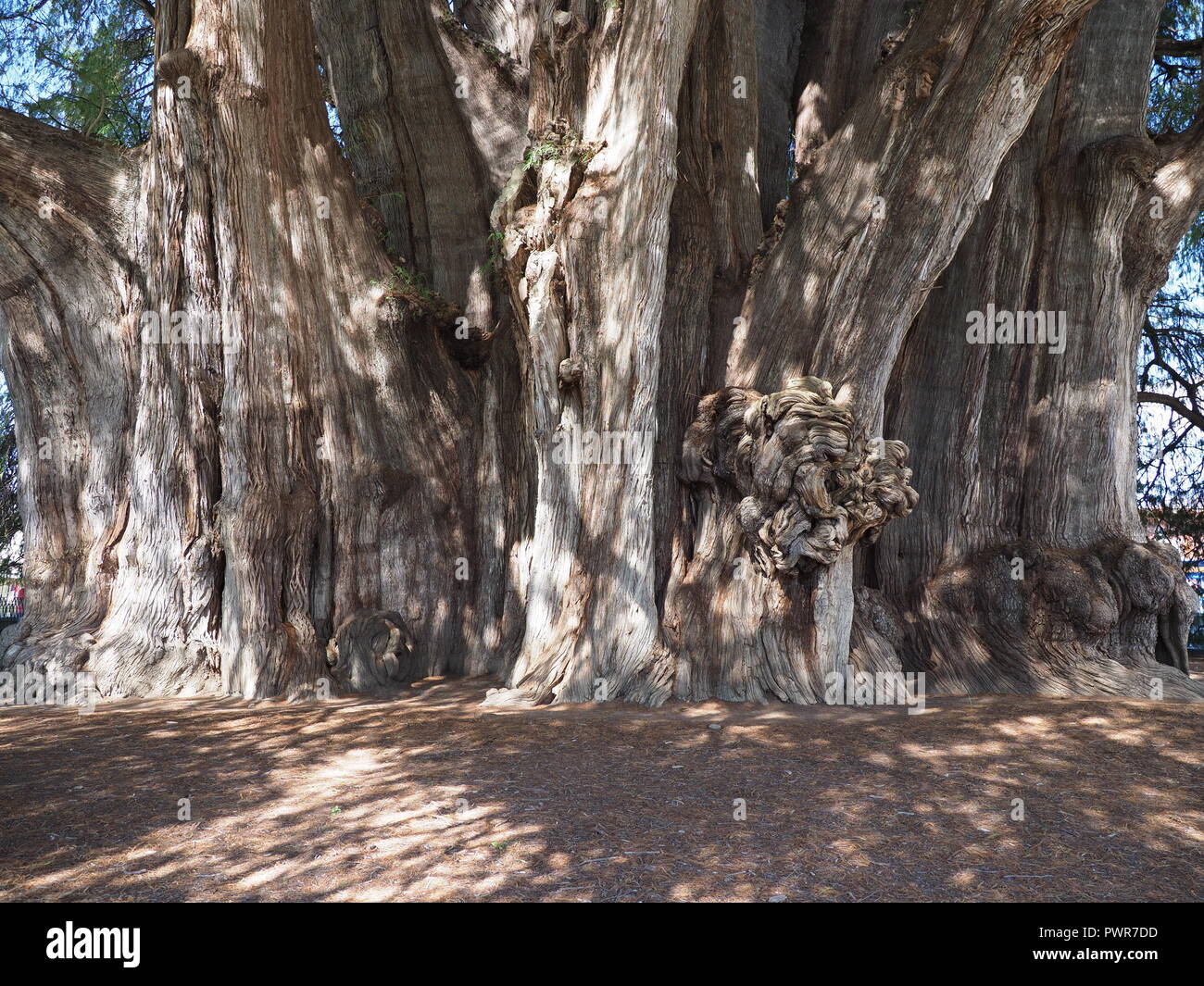 Focus on stoutest trunk of the world of big Montezuma cypress tree at ...