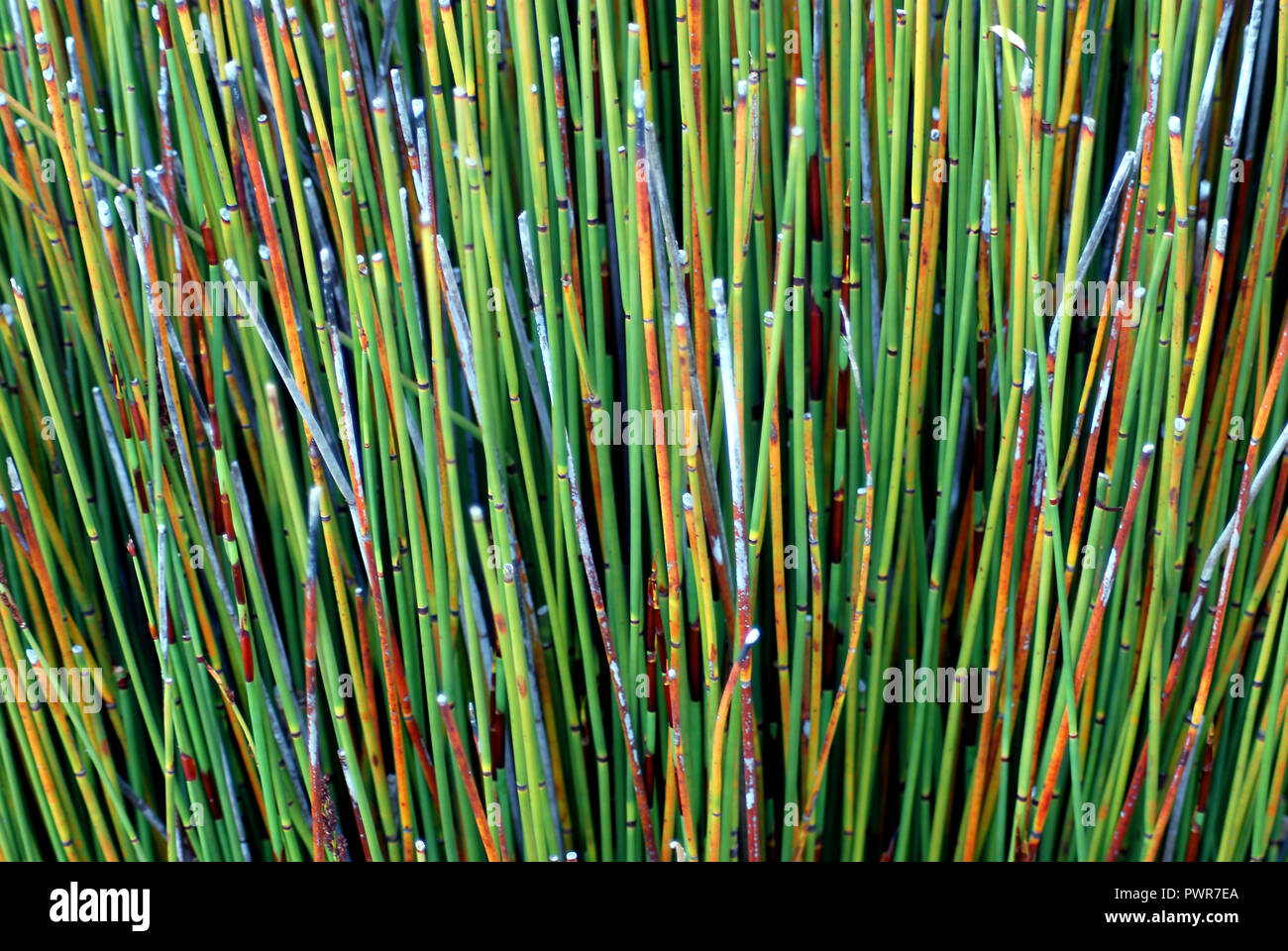 Colorful growing wild california hi-res stock photography and images ...