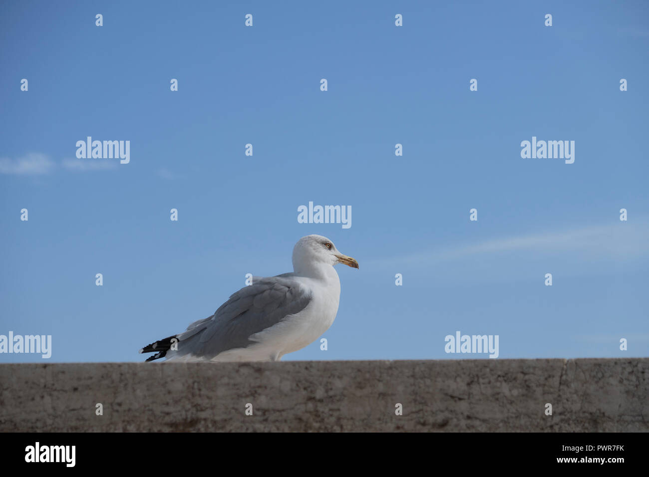 Sea Gull in Rome Stock Photo - Alamy