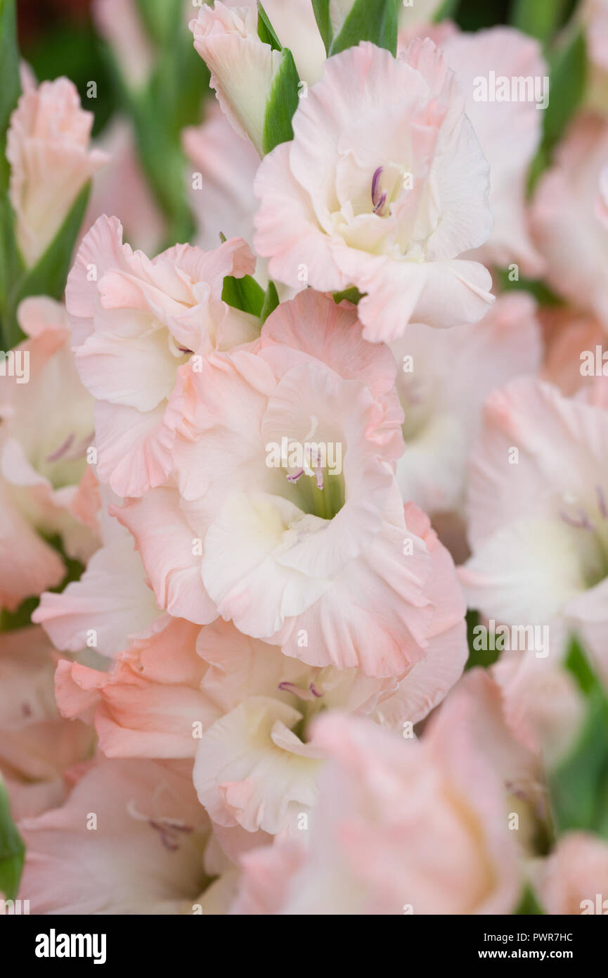 Gladiolus spike hi-res stock photography and images - Alamy