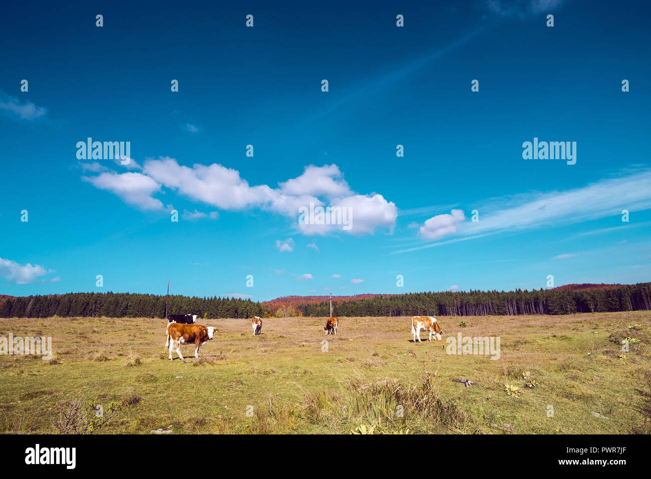 Serbian cow hi-res stock photography and images - Alamy