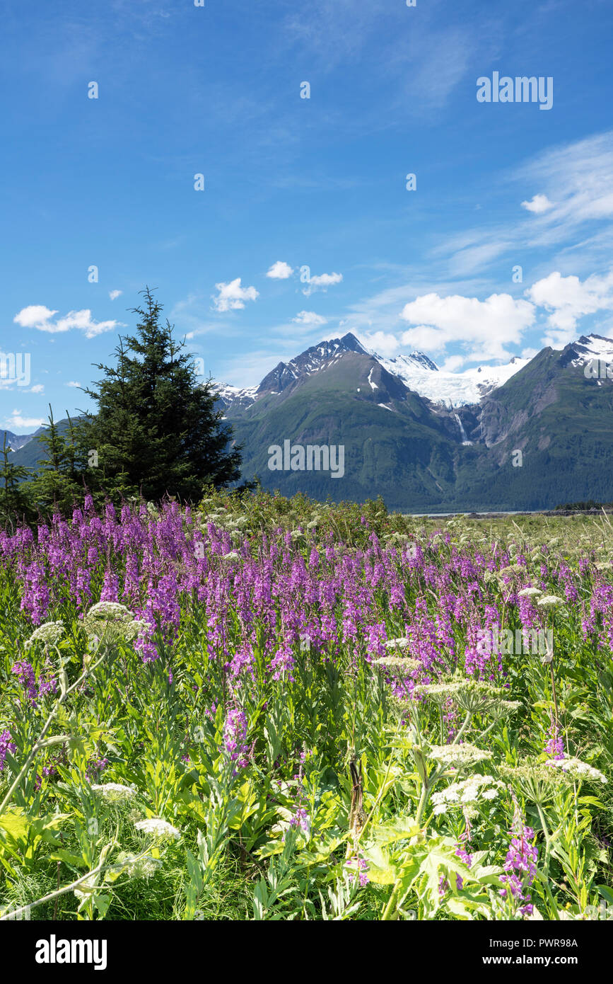 Beautiful summer scene in Southeast Alaska with blooming fireweed ...