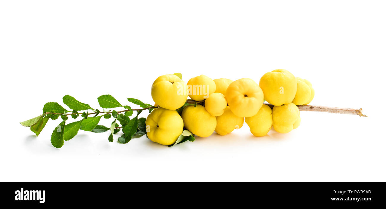 Fresh branch with quince fruits isolated on white Stock Photo - Alamy