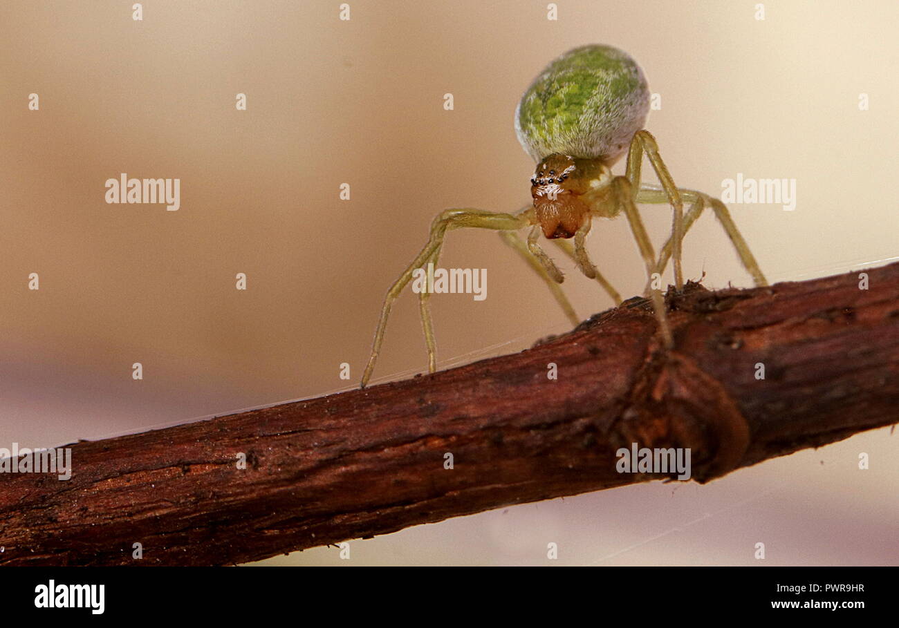 Nigma walckenaeri green mesh weaver hi-res stock photography and images ...
