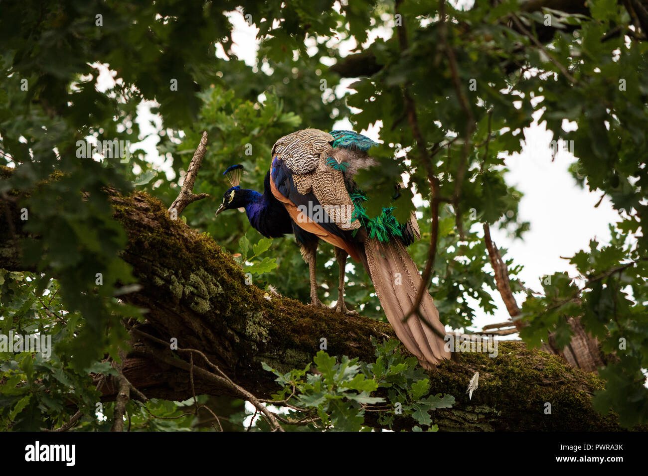 Peacock on tree hi-res stock photography and images - Alamy